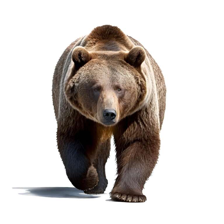 Ayı - Turkish Textbook